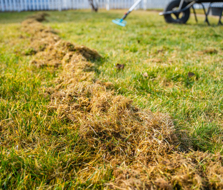 Is spring really the best time to dethatch your lawn? It depends on ...