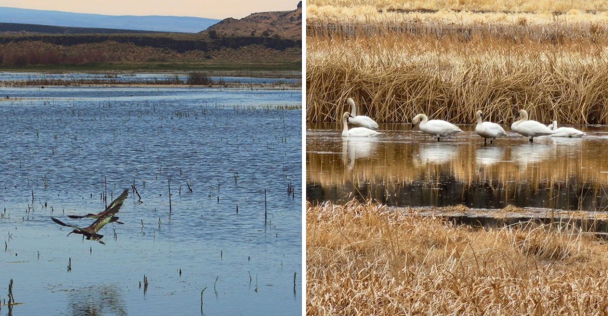 This 50-mile wildlife refuge in Oregon is home to over 320 species of birds