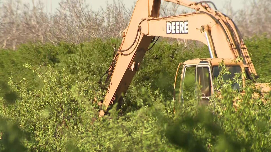 Northern California peach growers forced to rip out orchards after ...
