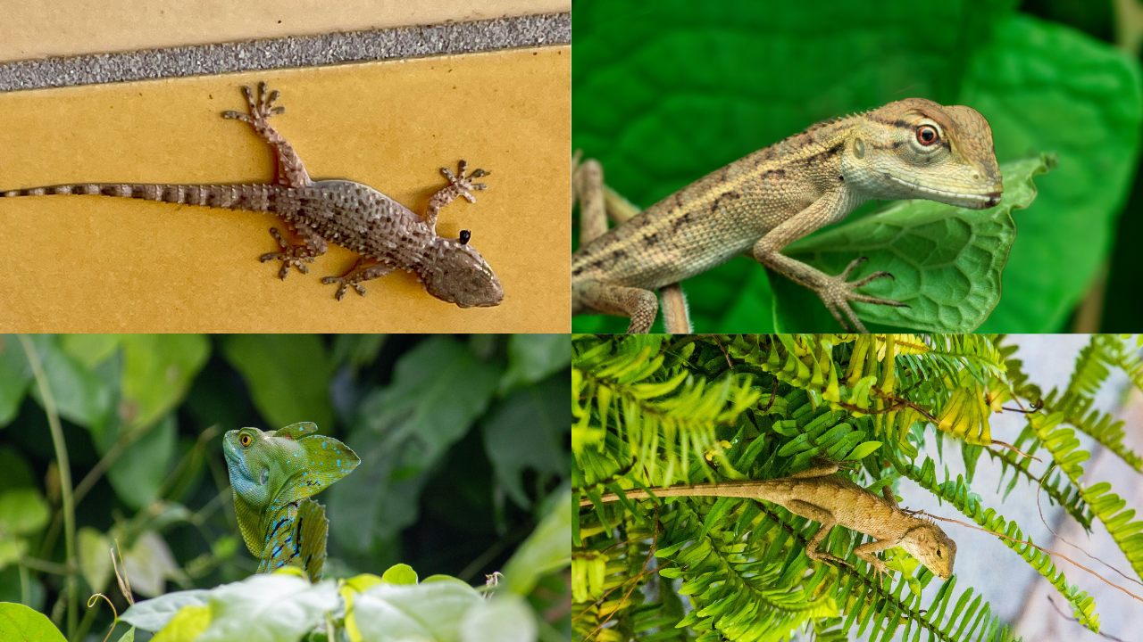 Say goodbye to lizards: 8 plants that keep your home pest-free