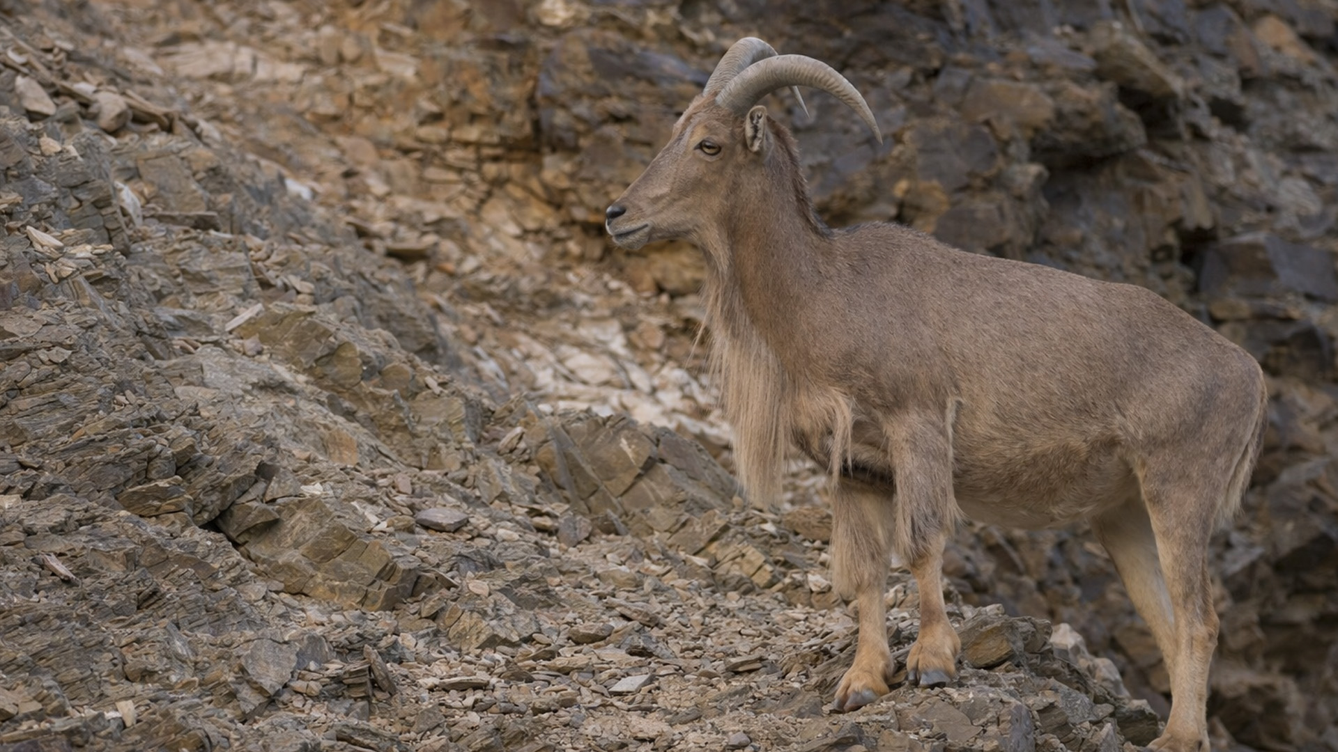 A wild goat pauses on the cliffside in front of the camera