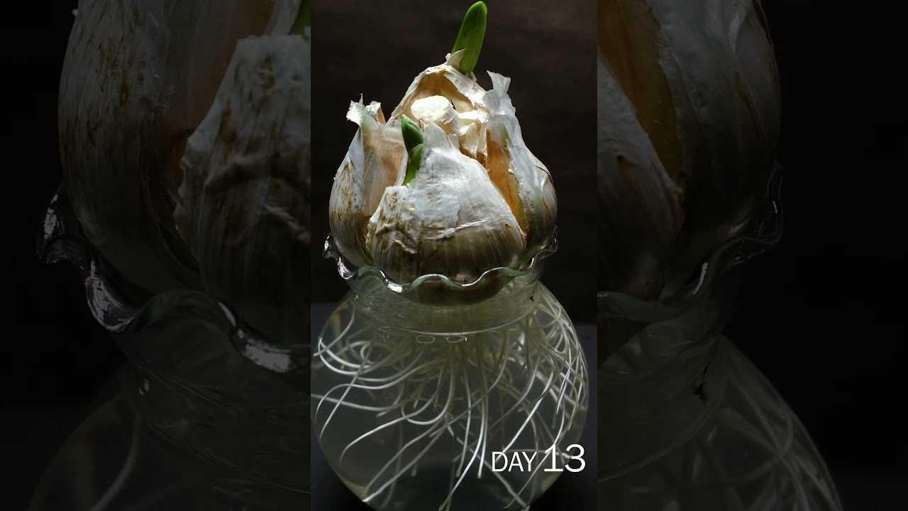 Elephant garlic rooting in water time lapse + allium bulb growing time ...