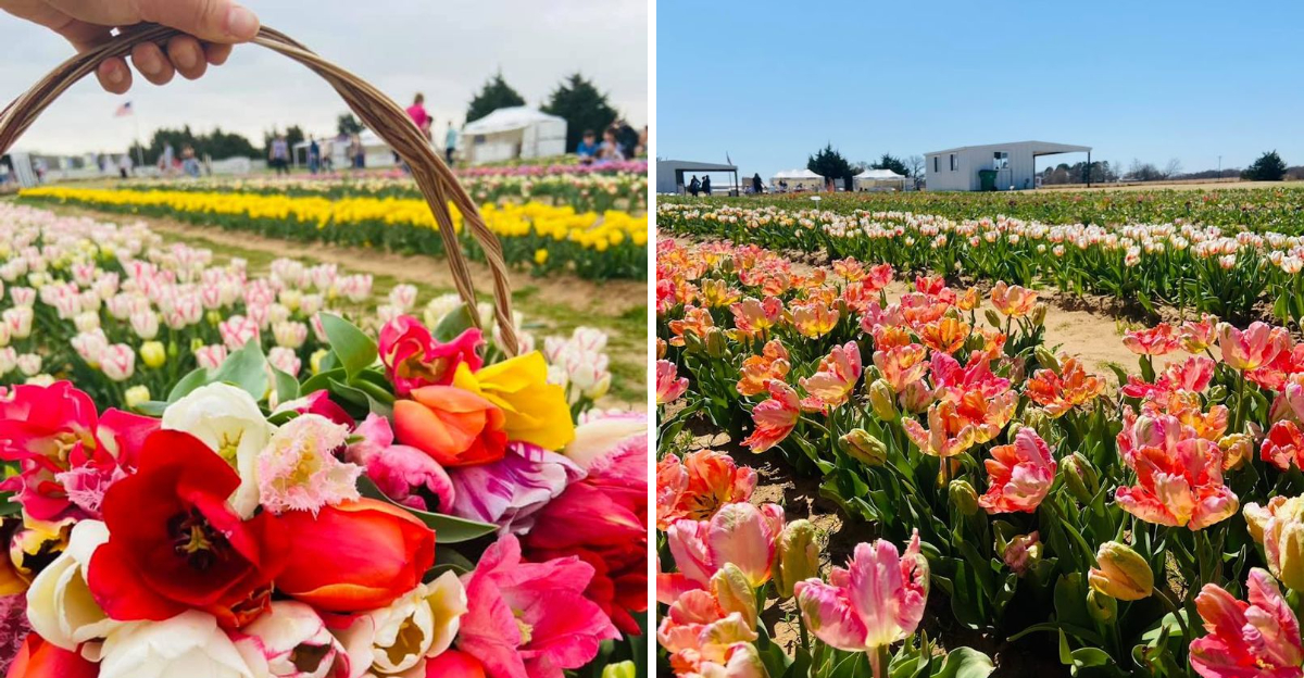This charming Texas tulip field bursts into a sea of color each spring