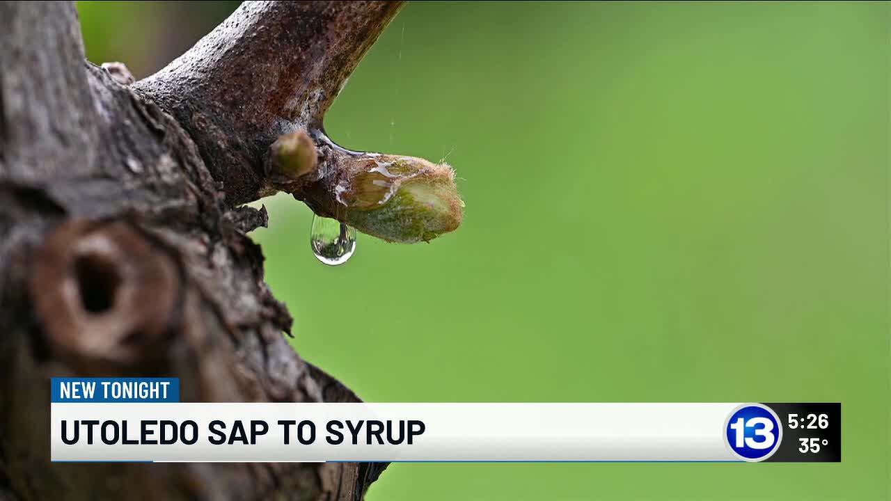 Sap to syrup: UToledo class studies foraging through harvesting tree sap