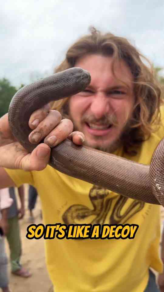 Snake or worm?
