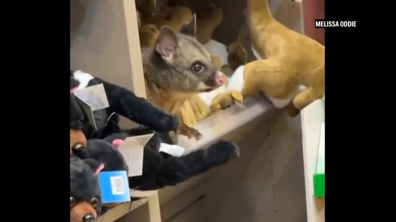 A real possum appears among plush toy animals in Australian airport ...