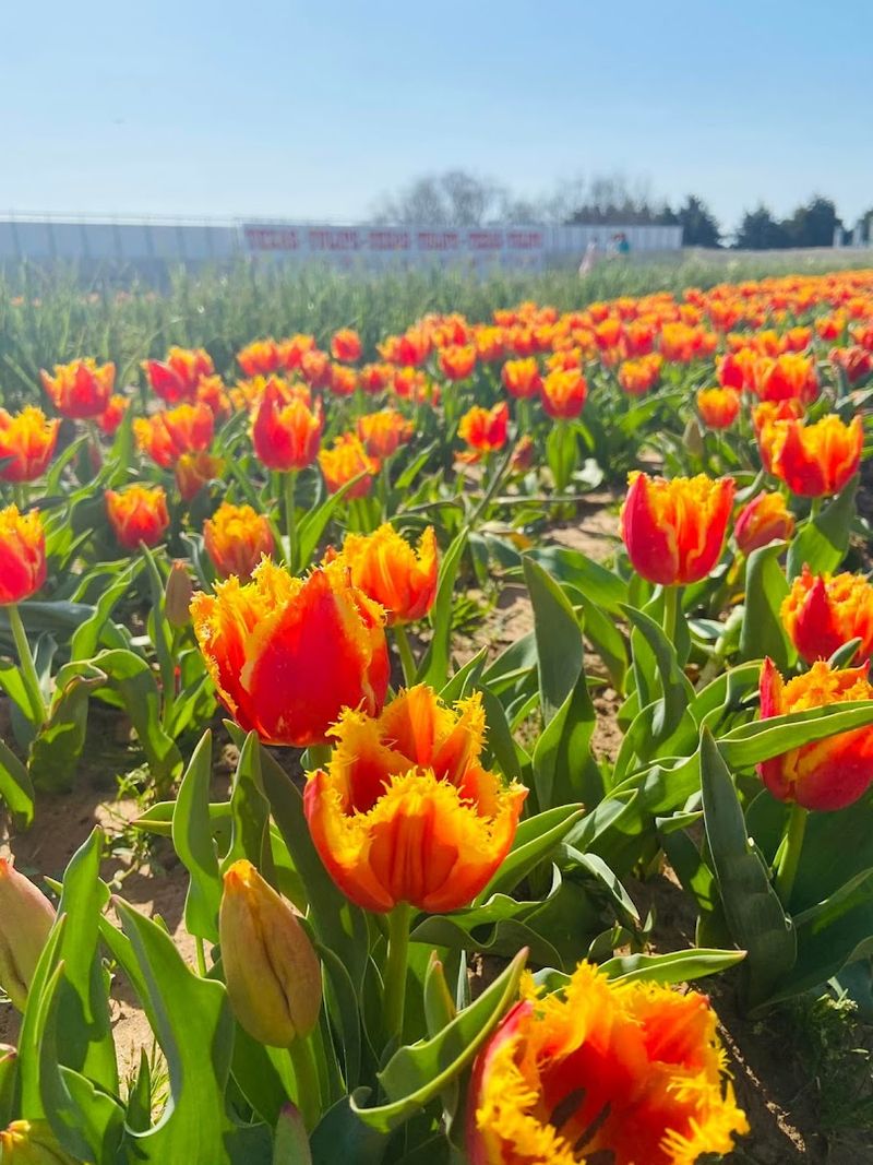 This charming Texas tulip field bursts into a sea of color each spring