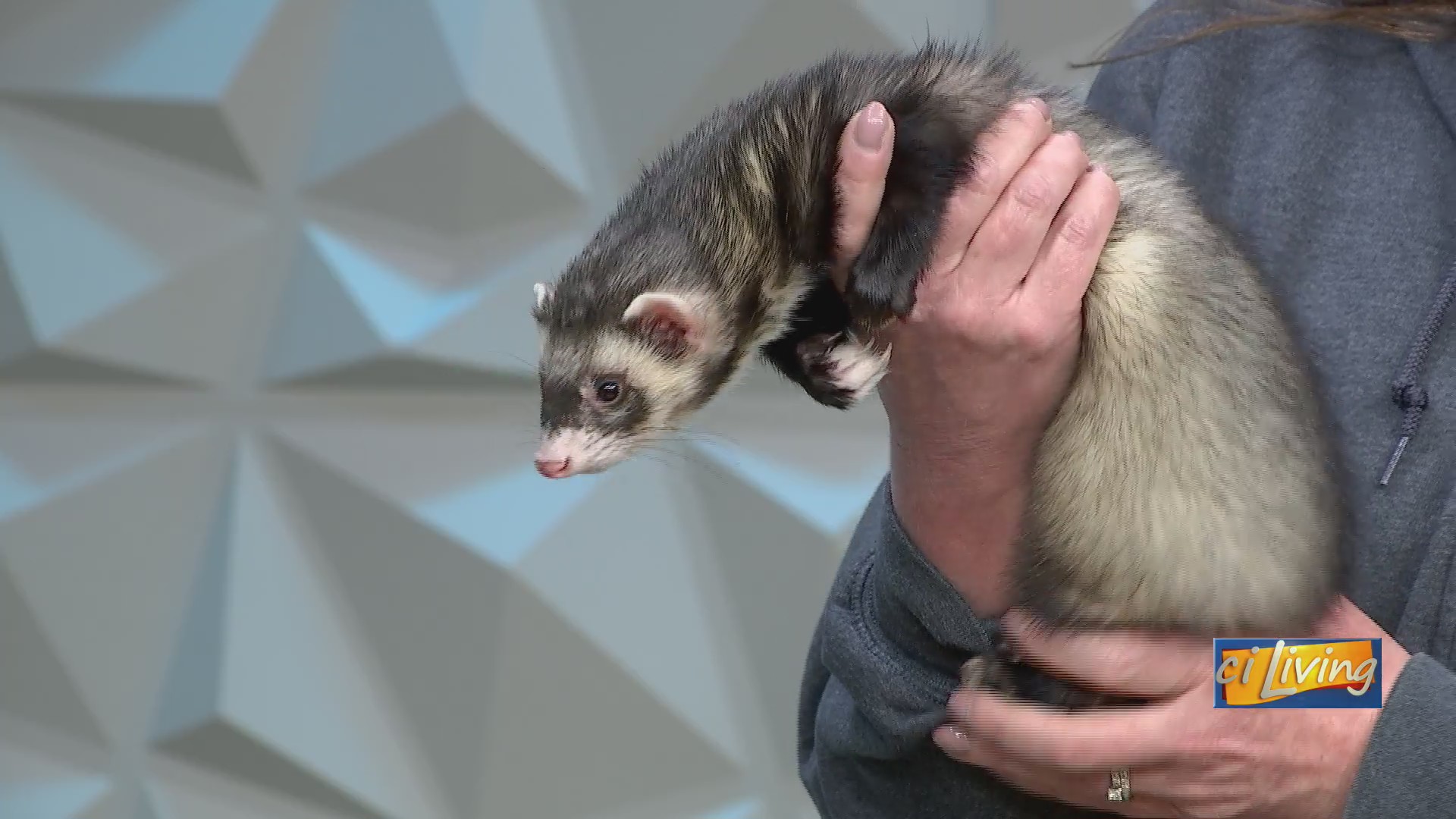 Opening day at Scovill Zoo | Animal Ambassador Fettuccine