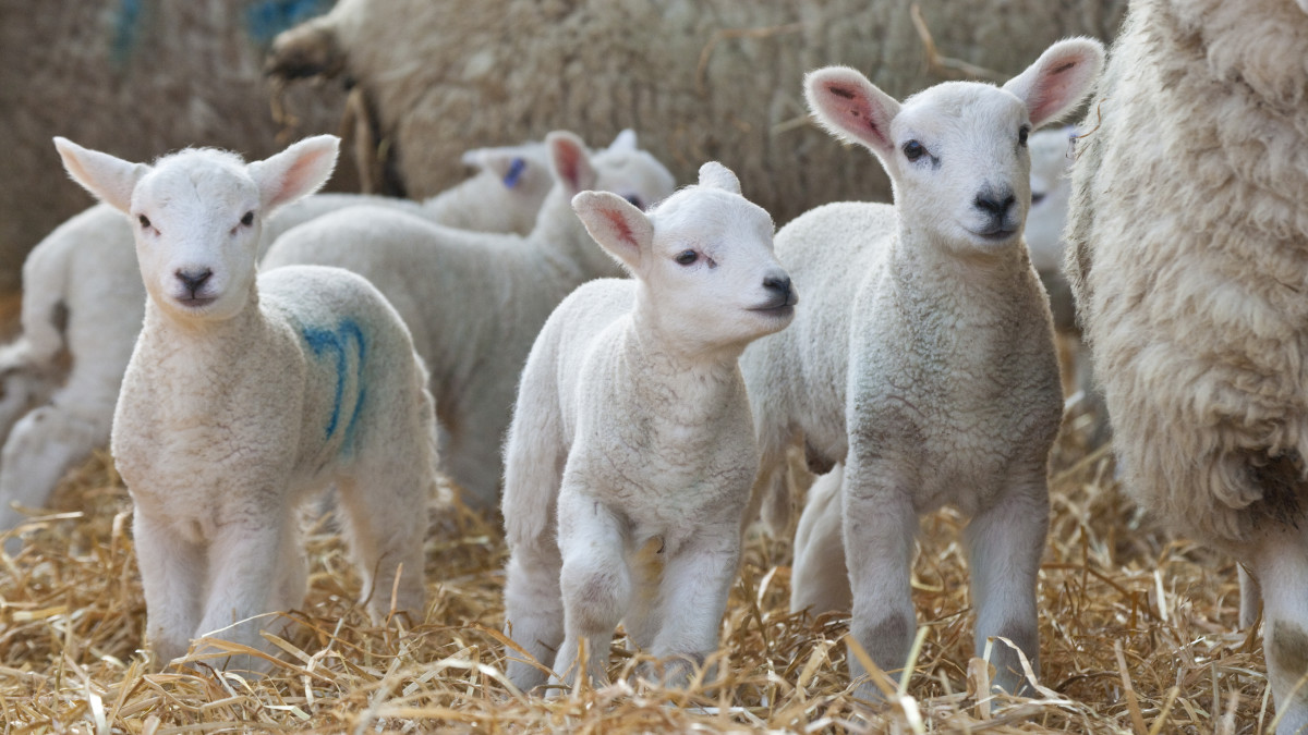 Tiny newborn lambs in adorable outfits are the sweetest thing you’ll ...