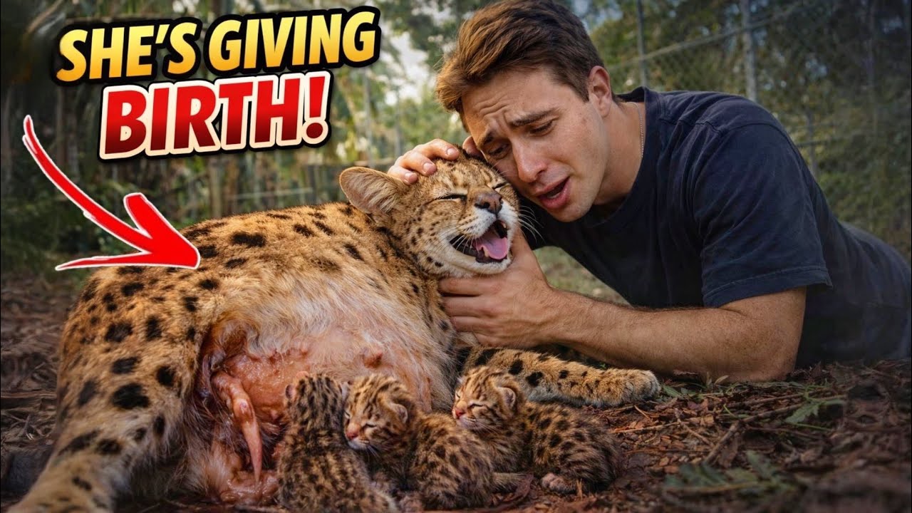 My African wildcat finally gave birth!