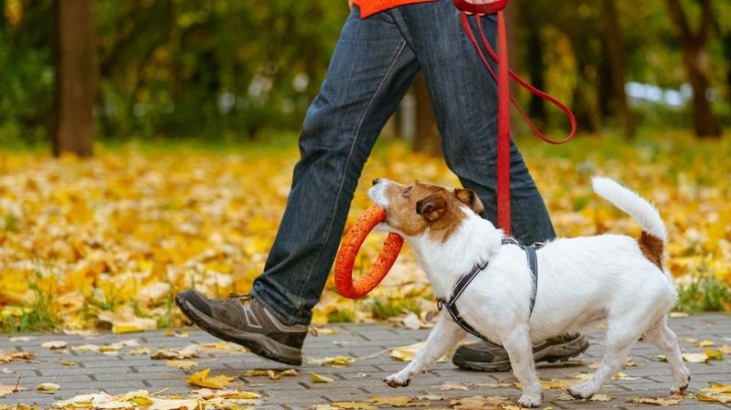 Cephalexin for dogs: uses, dosage and side effects