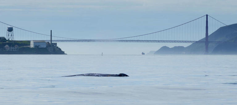 Bay Area's first gray whale death of year reported near Golden Gate Bridge