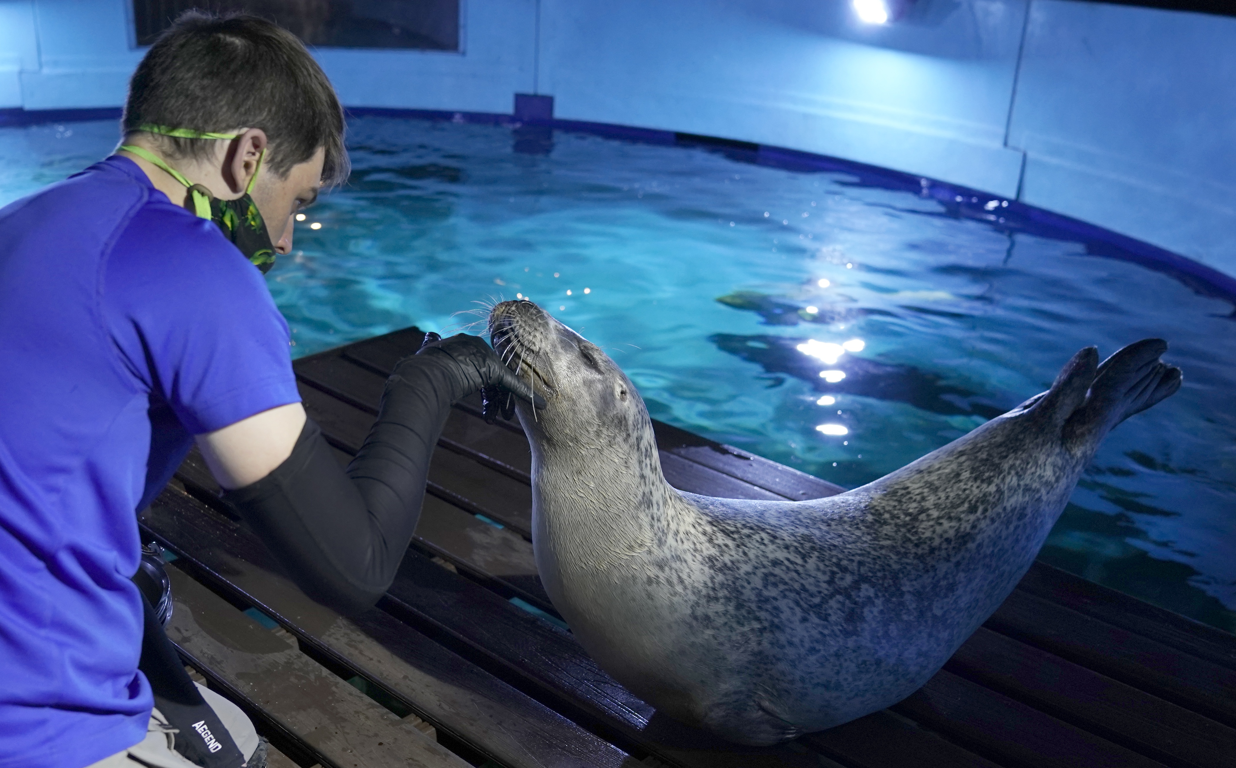 This 33-year-old seal's adorable bond with his rubber duck is breaking ...