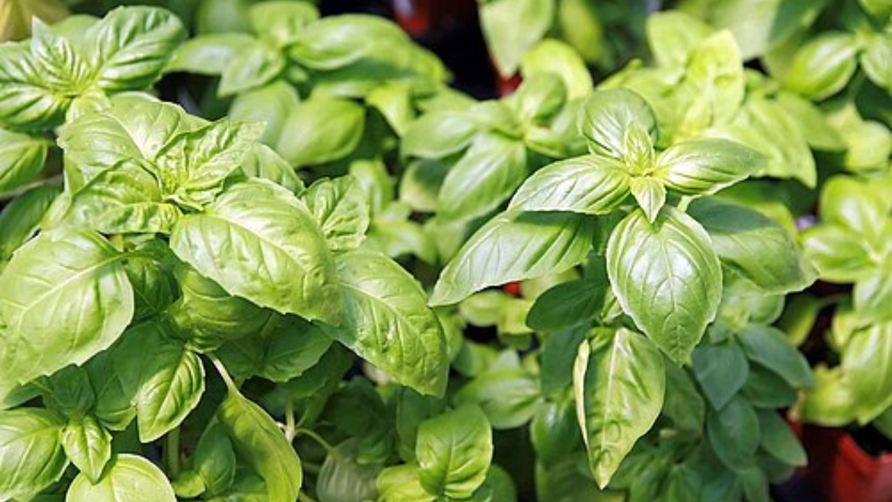 Say goodbye to lizards: 8 plants that keep your home pest-free