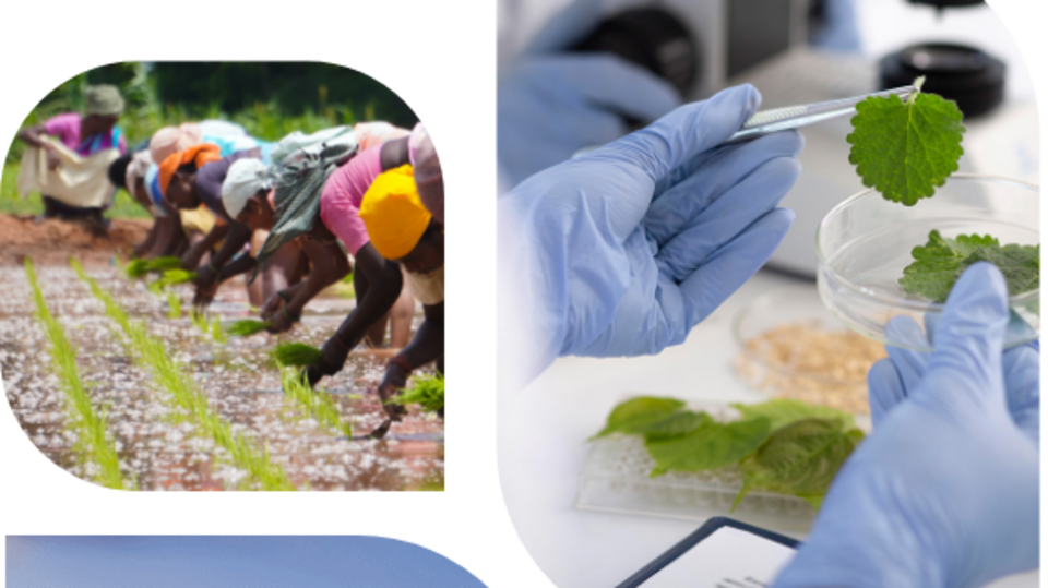 GSP Crop Science IPO: Focus shifts to allotment date. Latest GMP, step ...