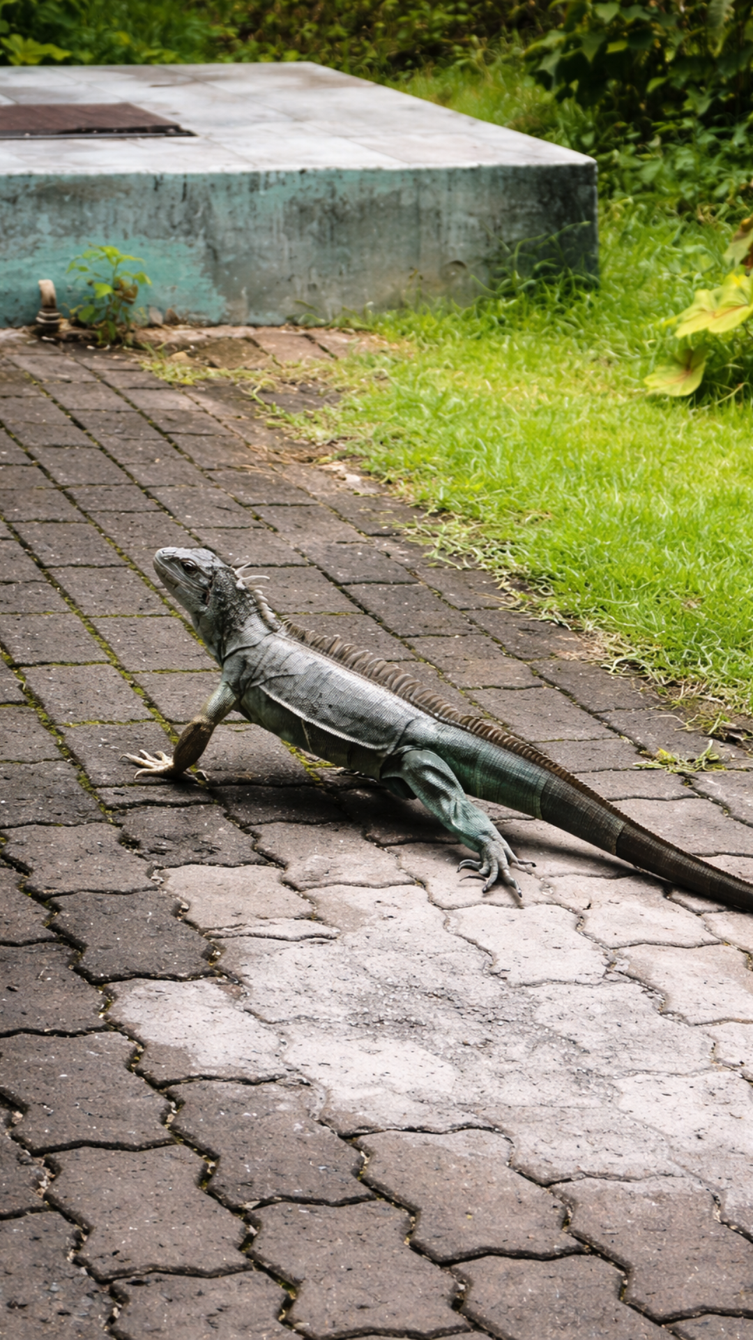 Rahasia menjaga iguana biru tetap bahagia dan cukup makan