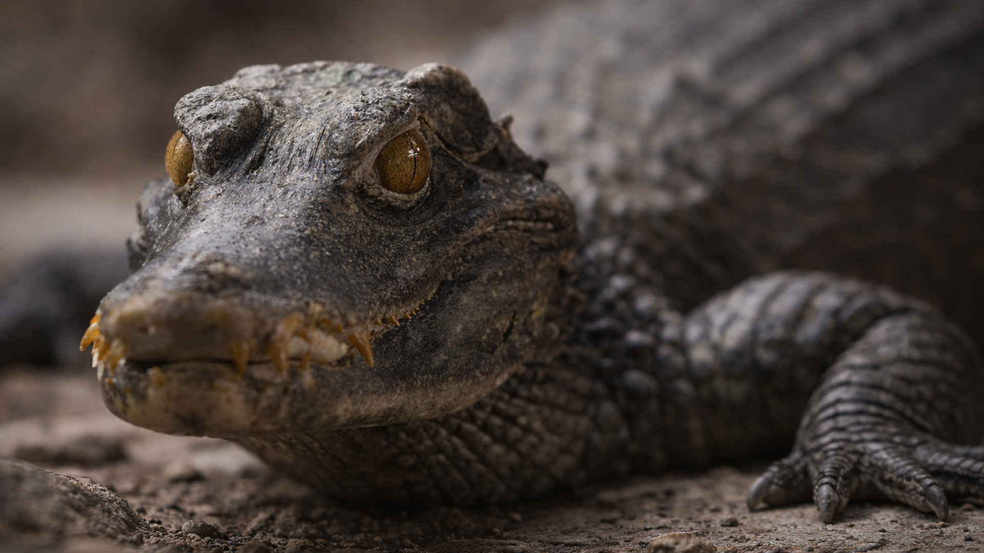 Wildlife camera records a crocodile watching its surroundings