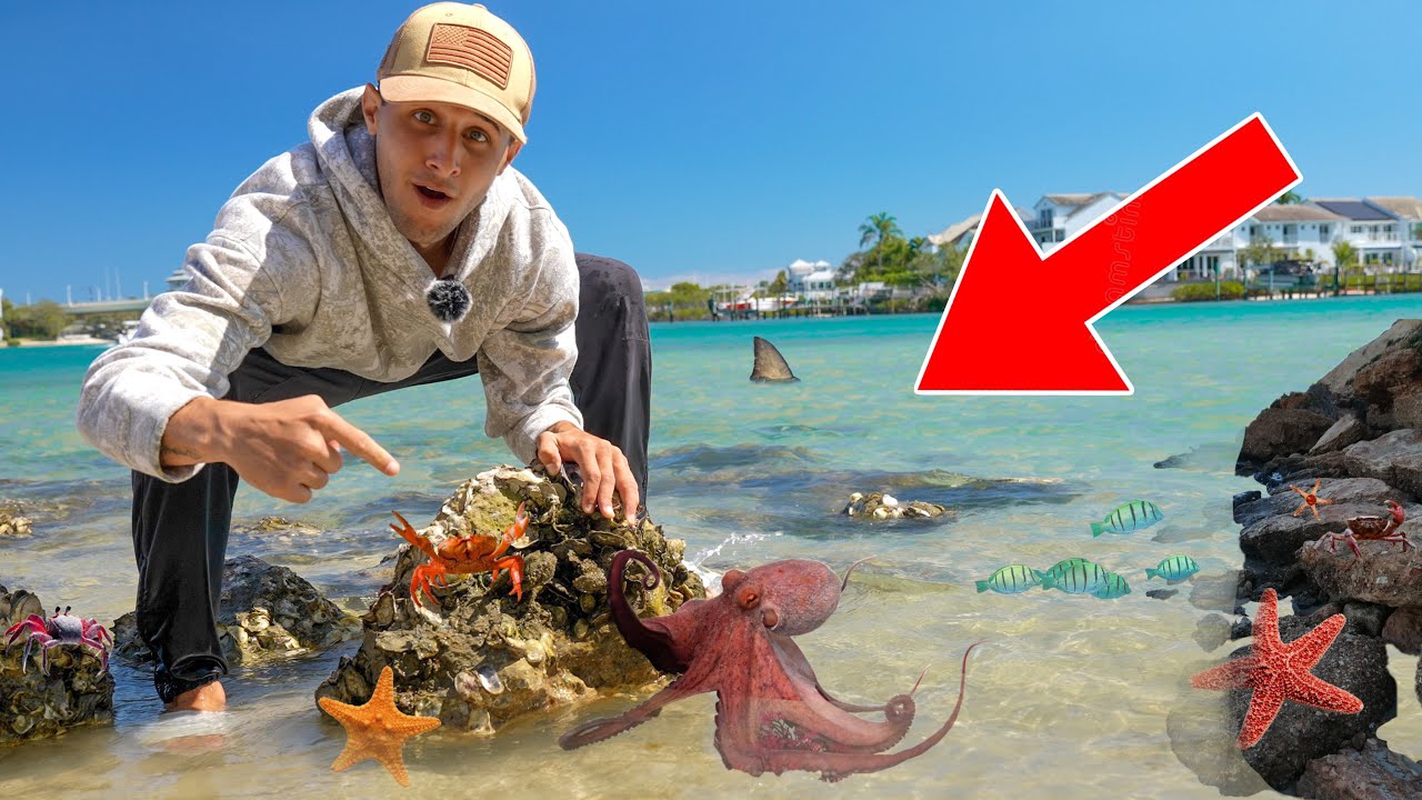 Flipping beach rocks for exotic sea creatures!