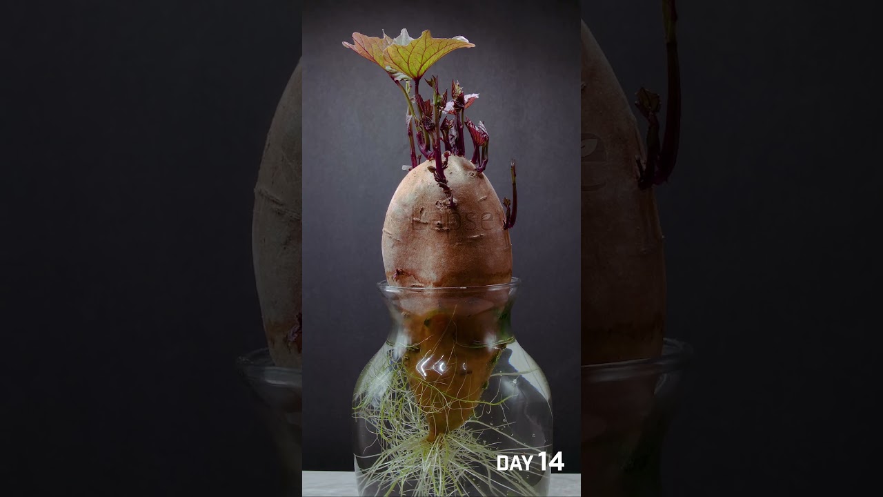 Sweet potato growing time lapse - 35 days in 56 seconds