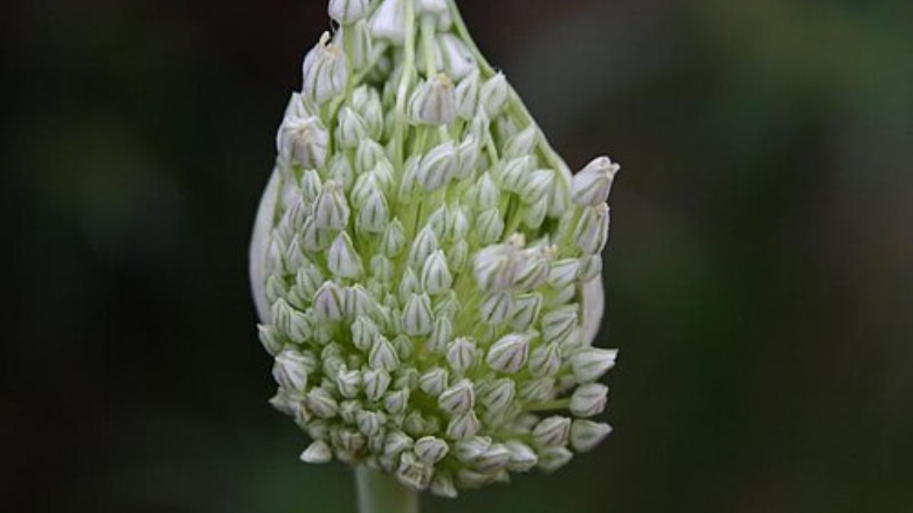 Say goodbye to lizards: 8 plants that keep your home pest-free