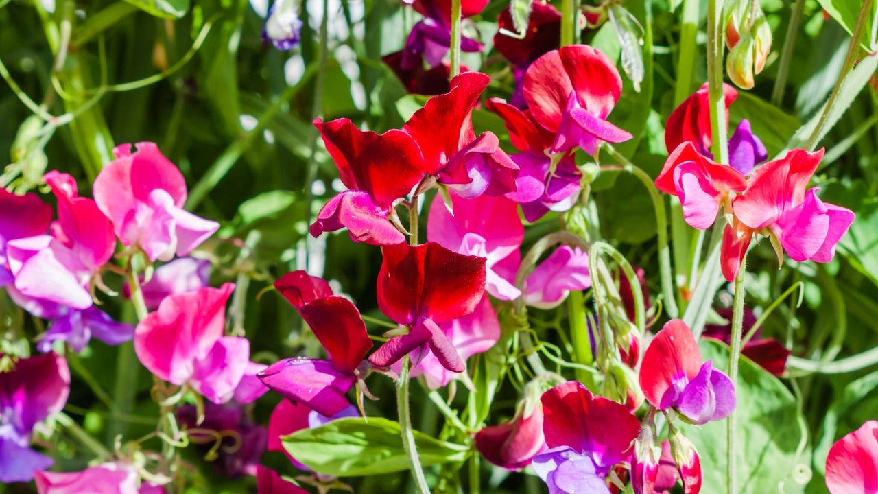What to do with sweet peas in June for an endless supply of fragrant ...