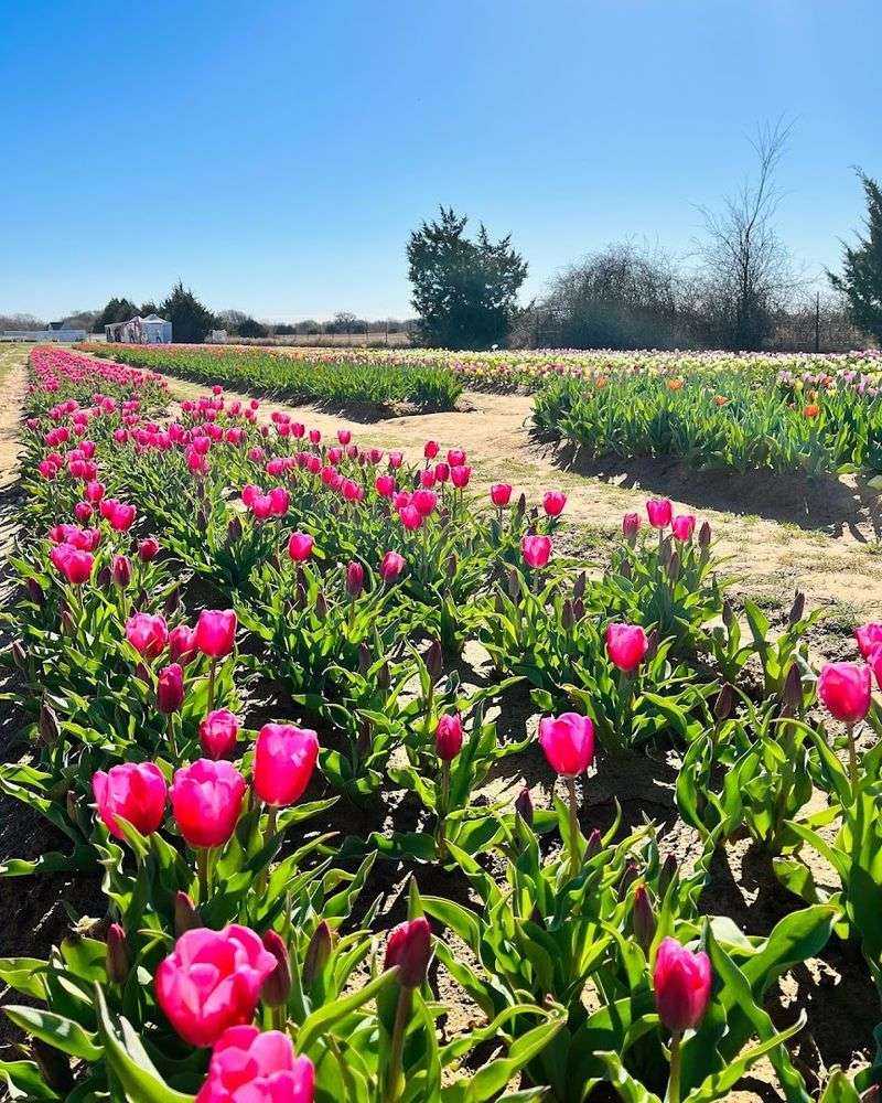 This charming Texas tulip field bursts into a sea of color each spring