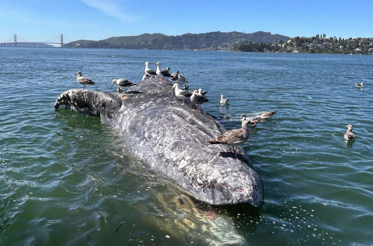 Bay Area's first gray whale death of year reported near Golden Gate Bridge