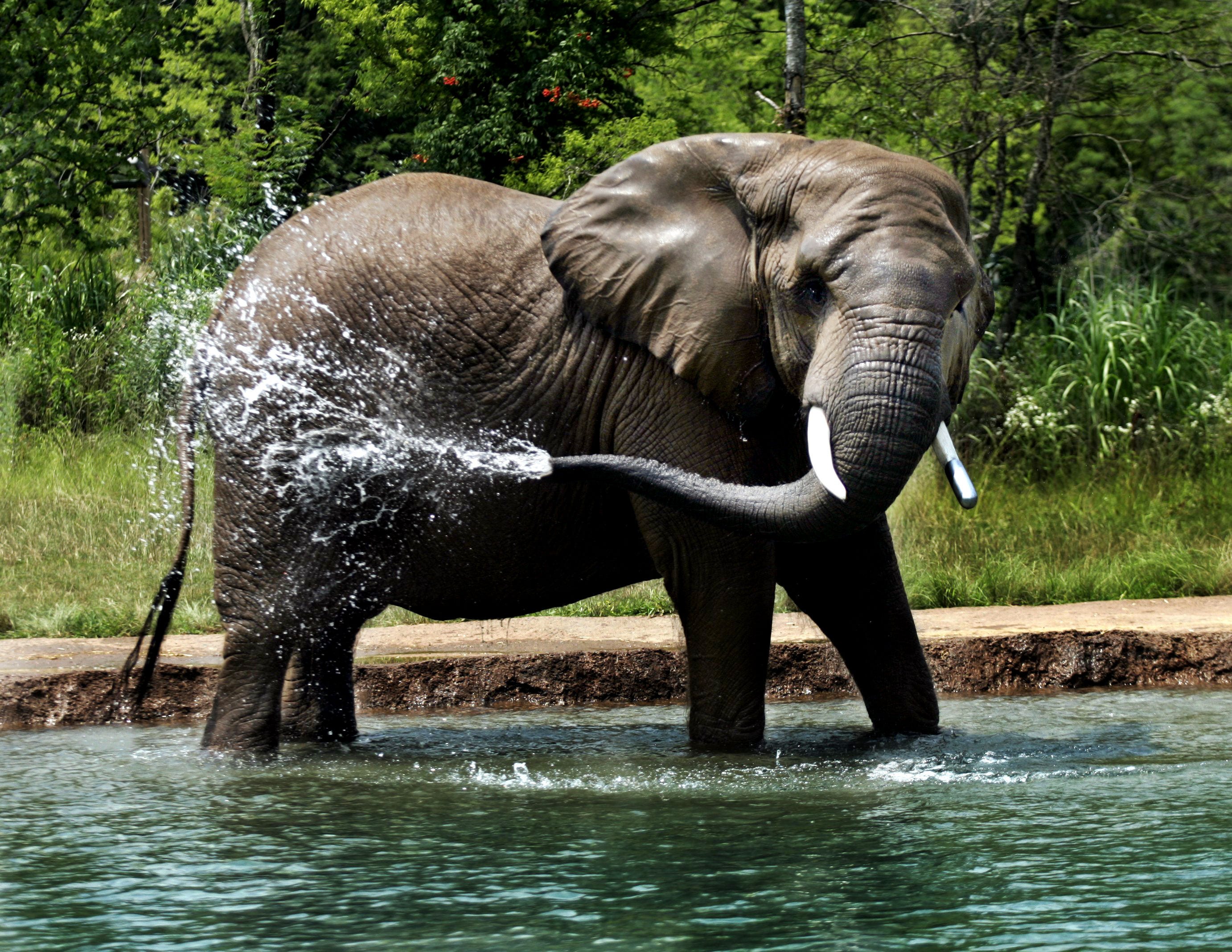 Is 7 tons a lot? Meteor over Ohio weighed about as much as an elephant