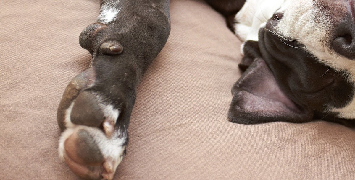 Black-and-white ‘dwarf pit bull’ proves good things come in tiny packages