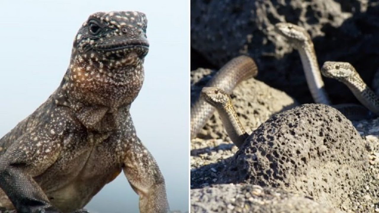 As soon as this baby iguana is born, it has to outrun dozens of hungry ...