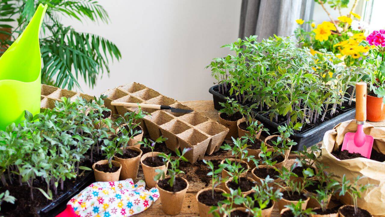How to grow beetroot in containers on a balcony garden