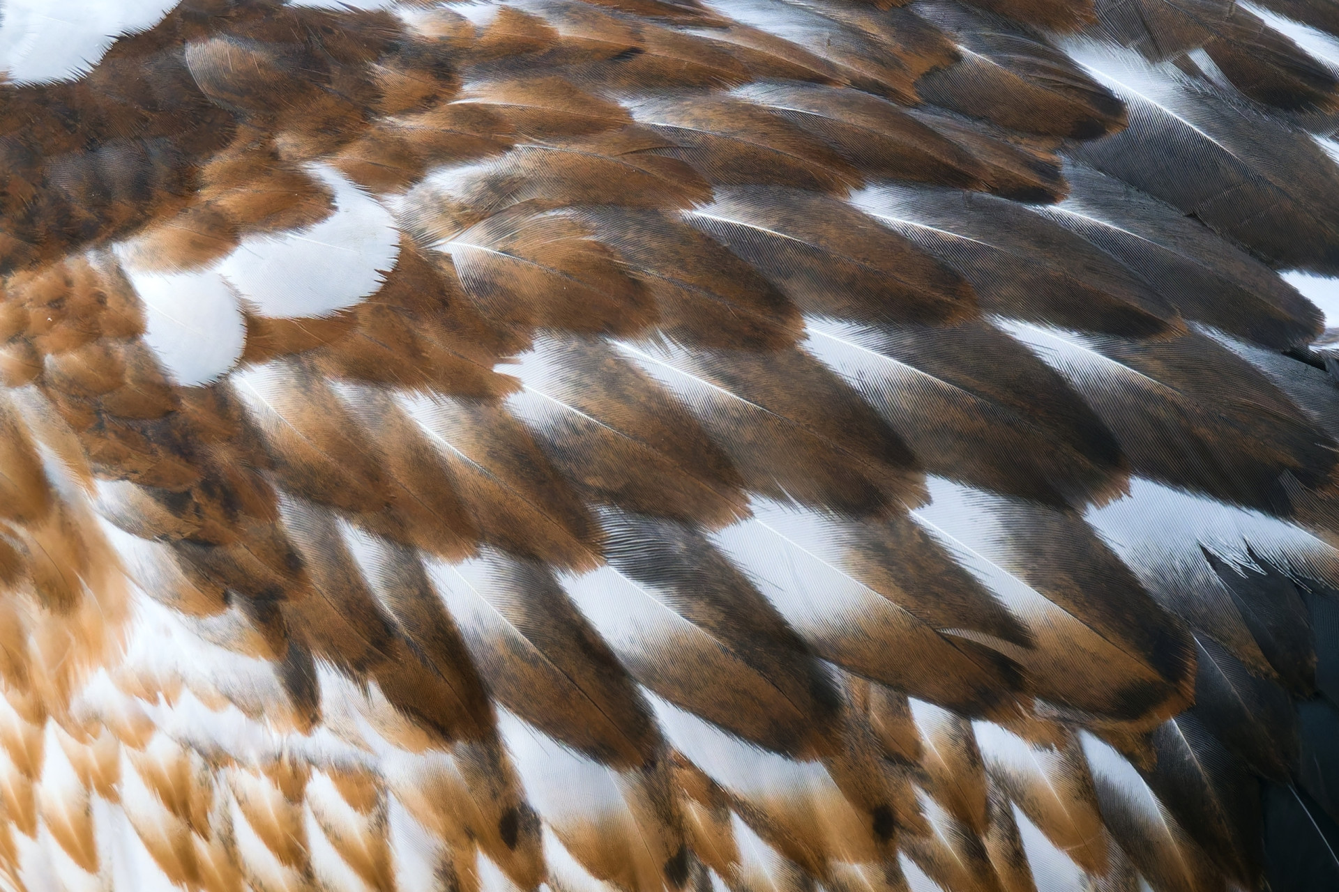 Dinosaur features that can still be found in animals today