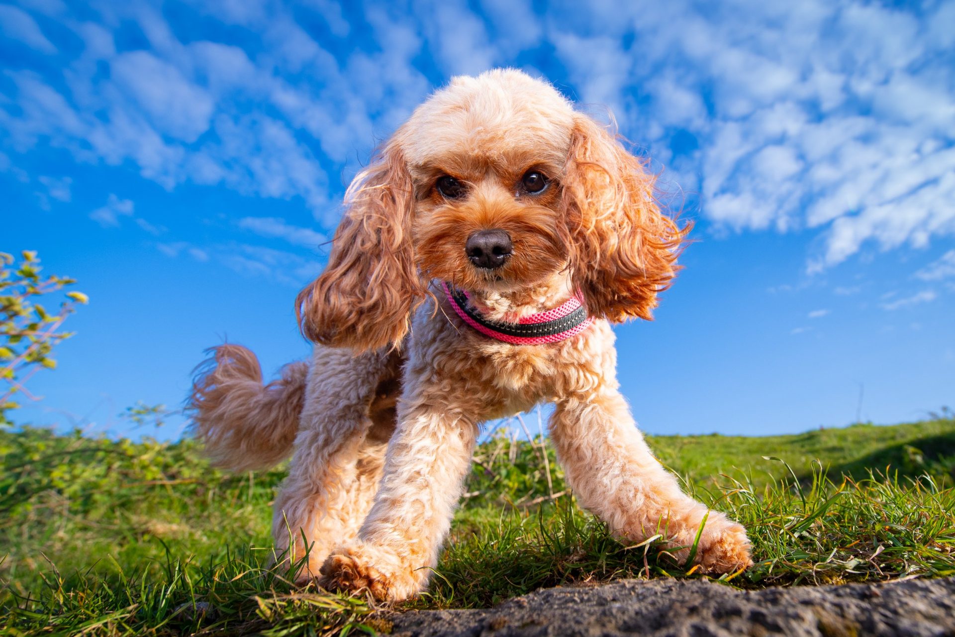 Why cockapoos are naughtier than pure-bred dogs