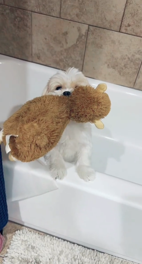Llama bath time with a dramatic Shih Tzu