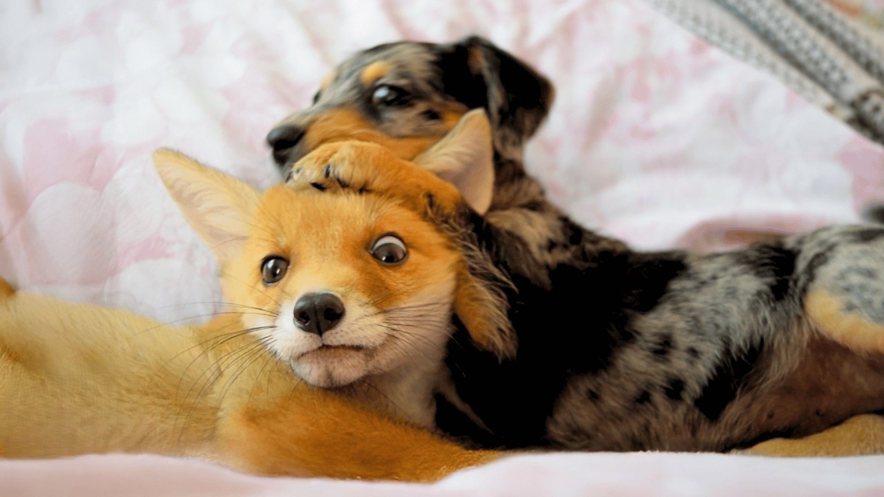 Baby fox didn’t trust anyone - then he chose a dog as his brother