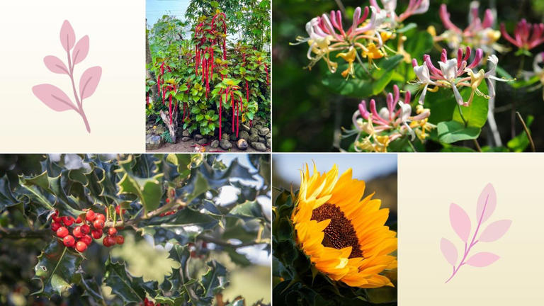 Looking to attract birds to your garden? Experts suggest 7 plants that ...