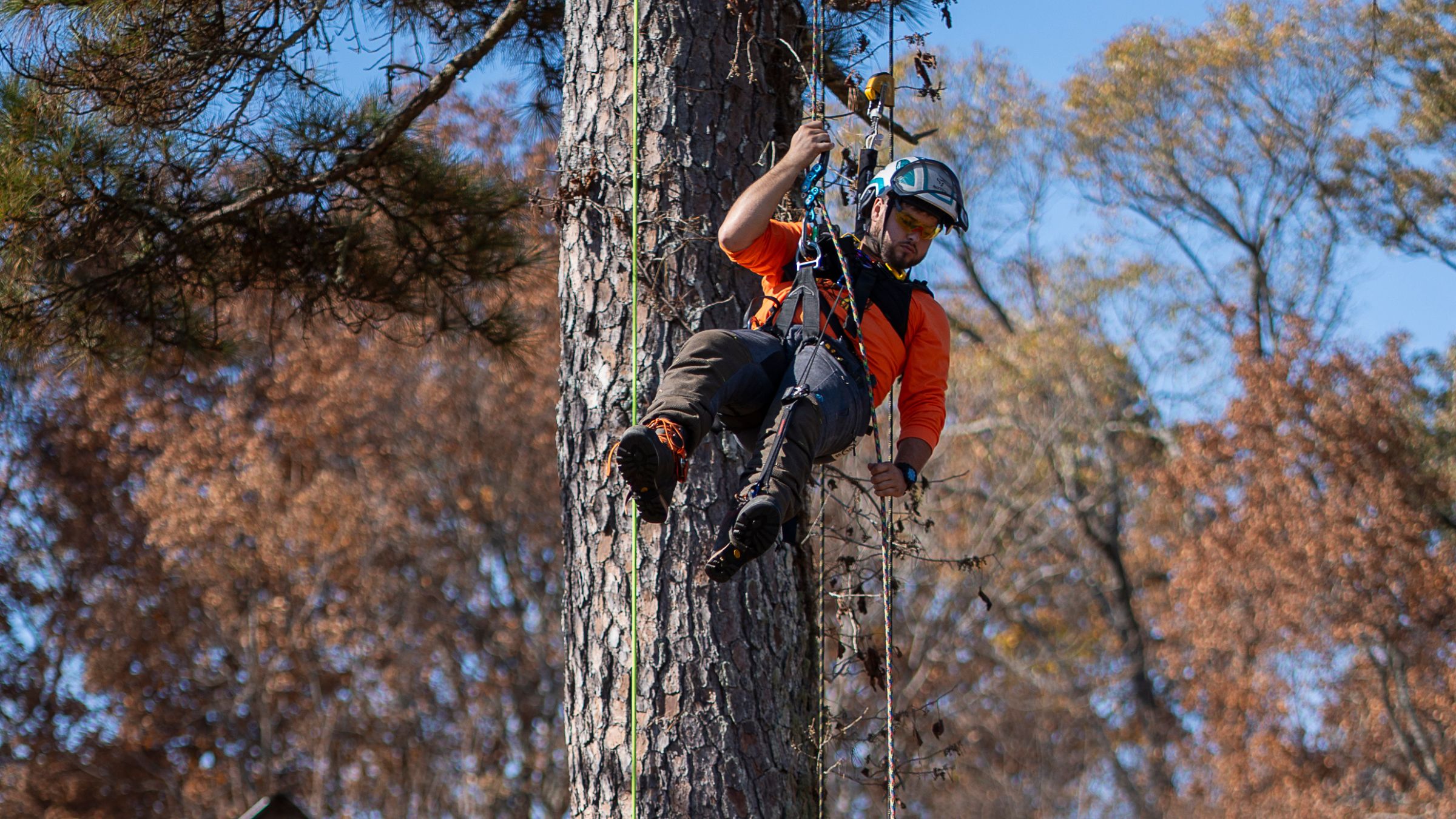 At a tree-climbing competition, the most important rule is don't look down