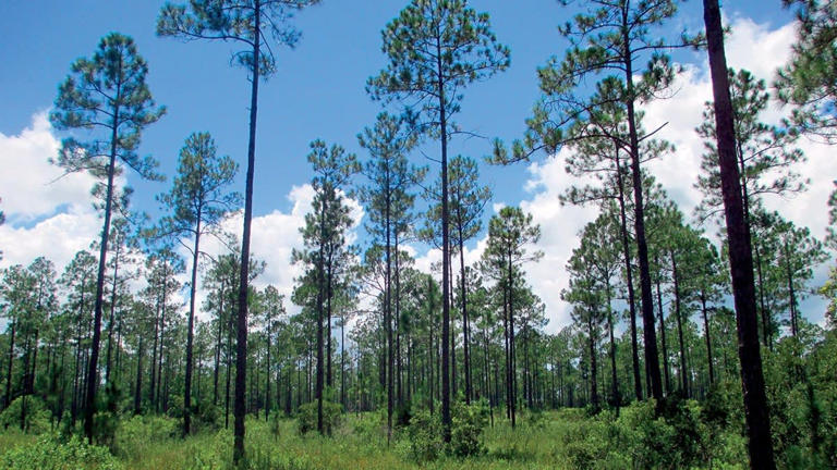 Florida’s land is disappearing faster than our funding can save it | Column