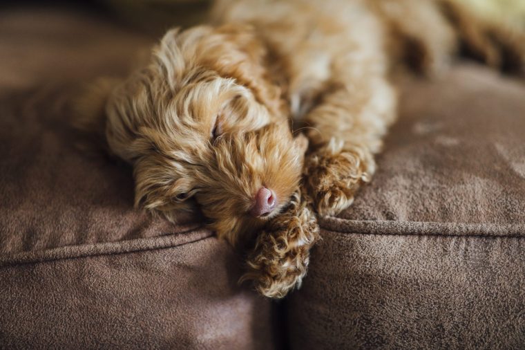 Why cockapoos are naughtier than pure-bred dogs