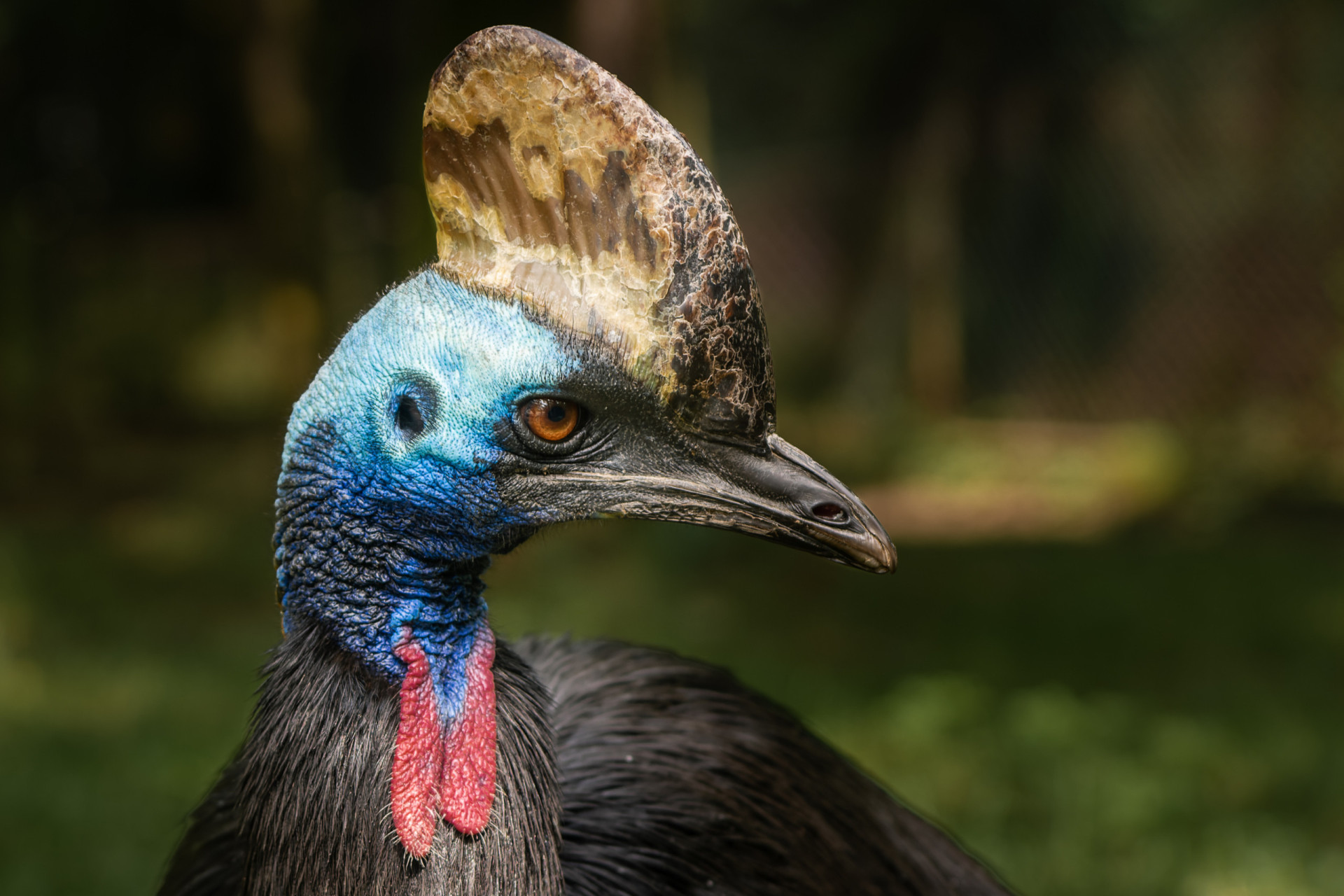 Dinosaur features that can still be found in animals today