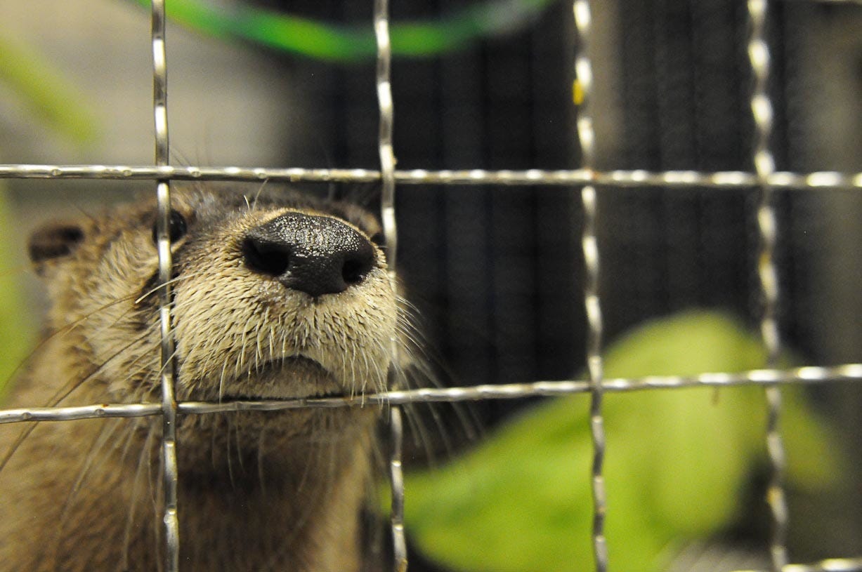 Delmarva Discovery Museum raises fund to reopen, thanks community