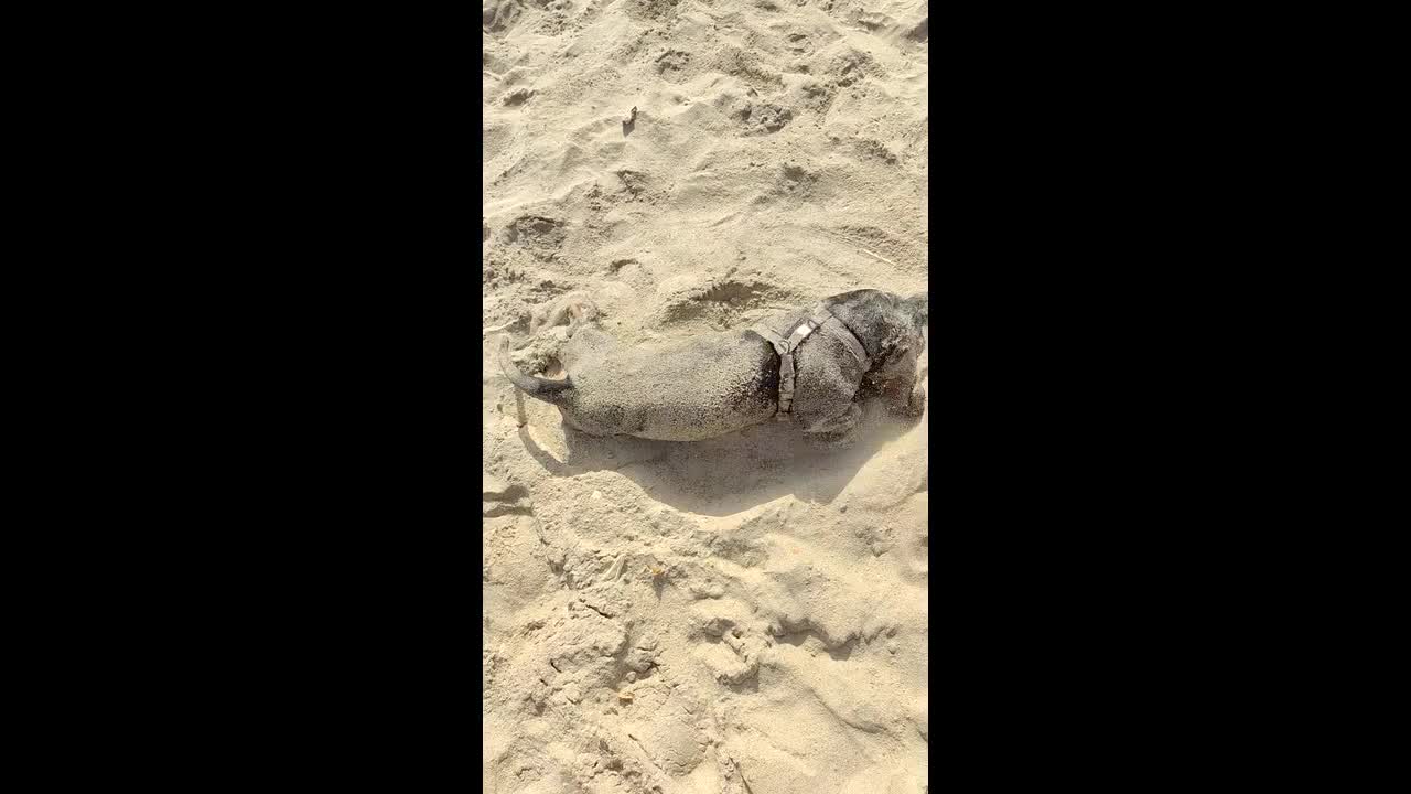 Playful dachshund rolls in sand while enjoying sunny beach day in ...