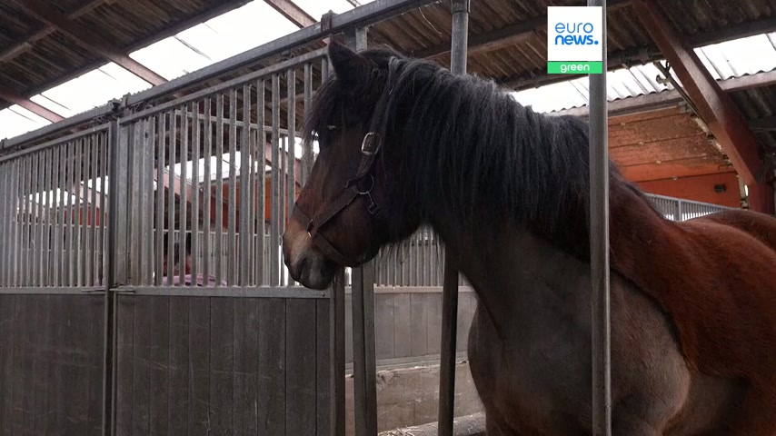 Horses 'whinny' to find new friends and celebrate. This unique sound ...