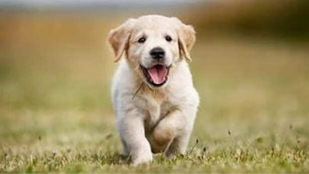 10 cute names for your pet dog
