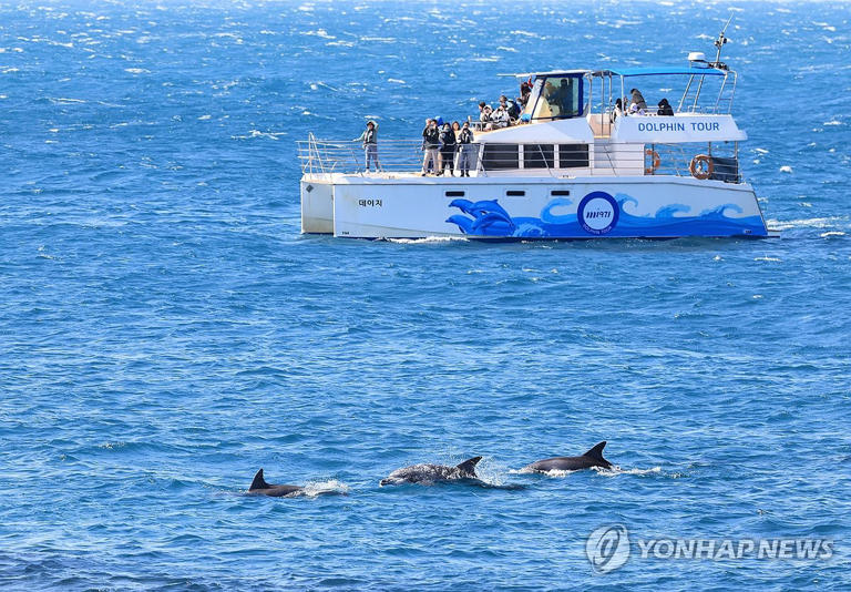 Bottlenose dolphins off Jeju Island