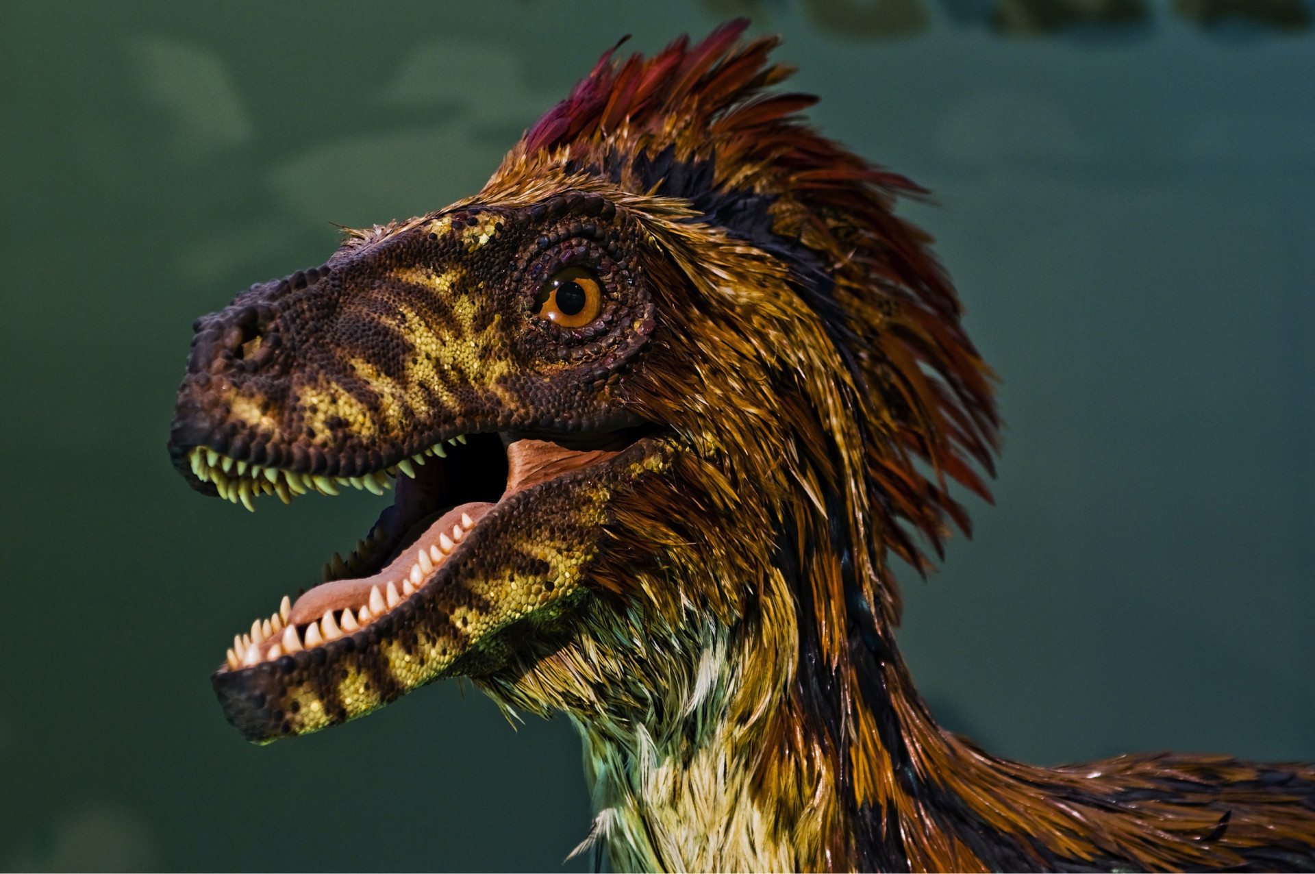 Dinosaur features that can still be found in animals today