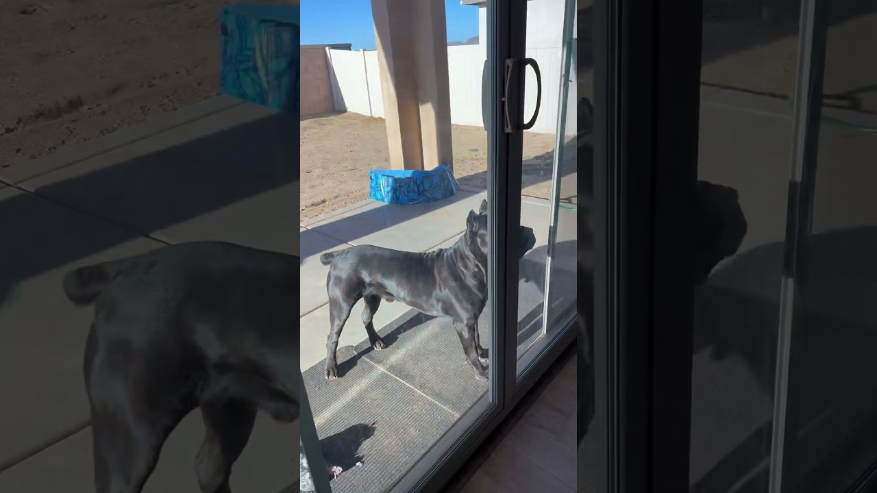 Owner loses mind when the giant dog won't stop misbehaving