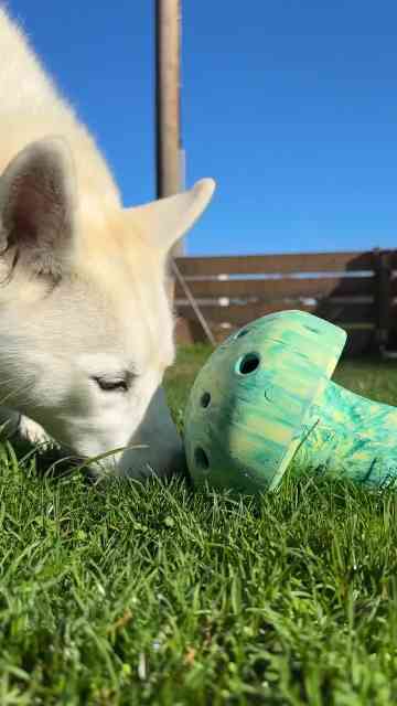 Wie oft bekommt dein Hund einen Pilz