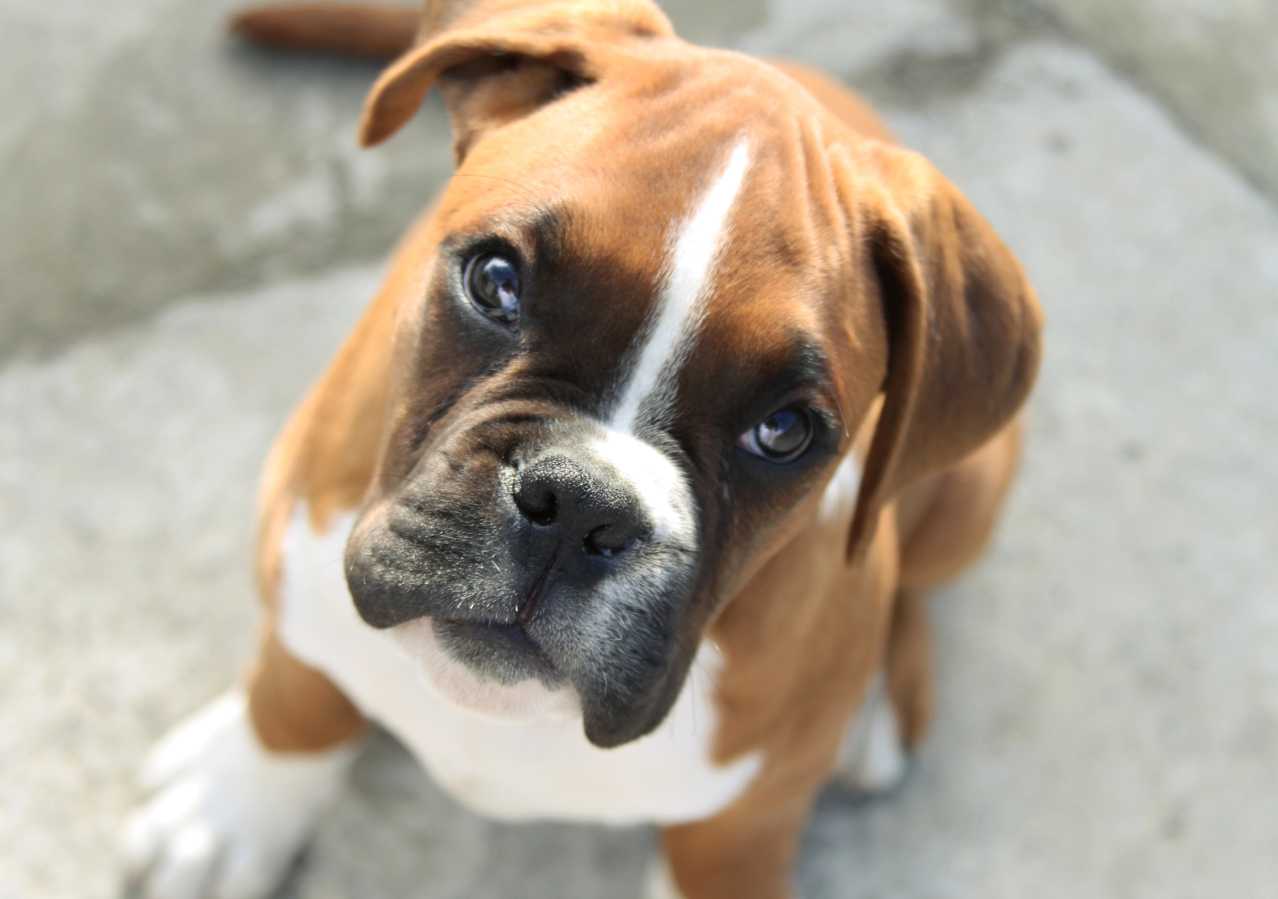 Las mejores razas de perros para proteger tu hogar