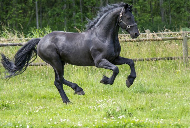 15 beautiful animals that will take your breath away